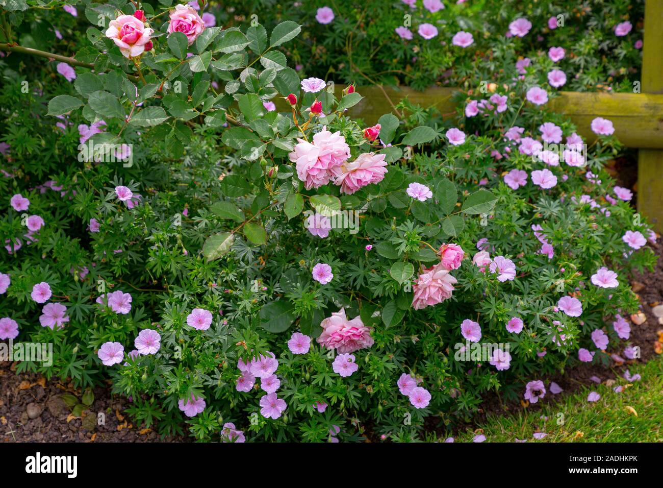 Rosa 'Felicia' with Pink Geranium Stock Photo - Alamy