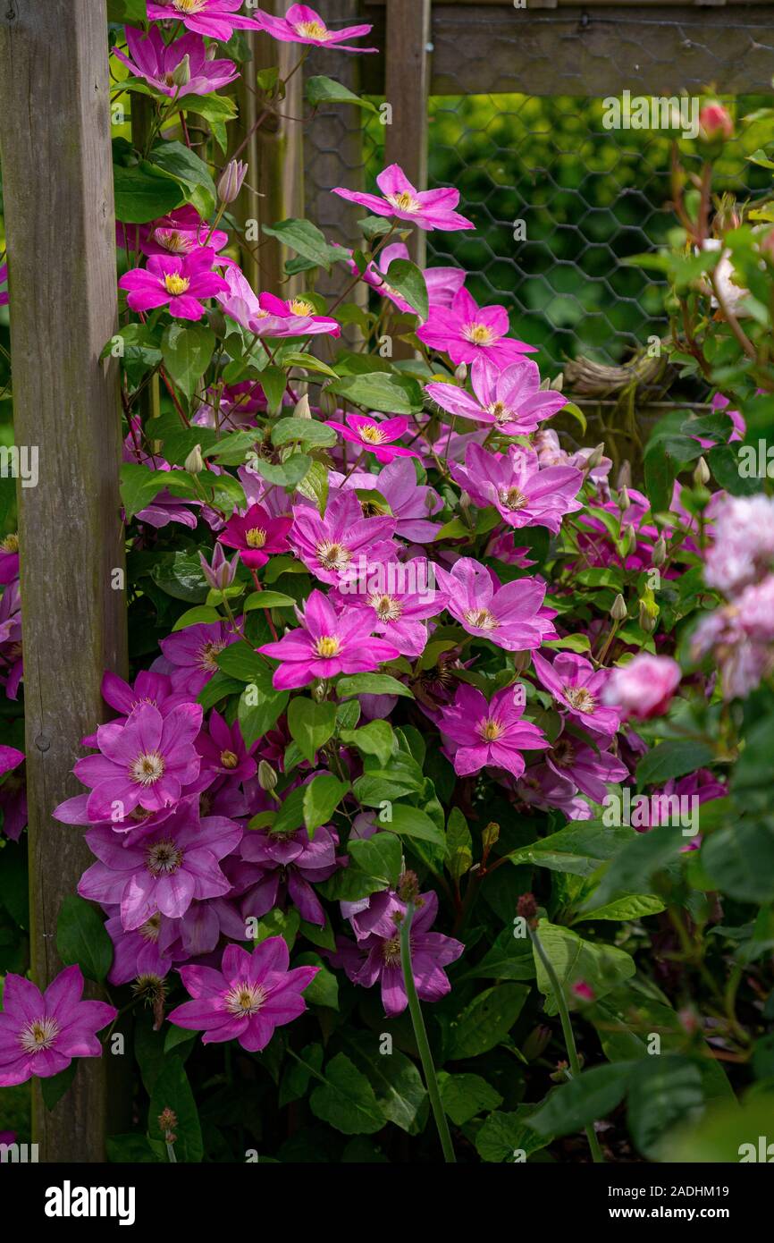 Clematis arch hi-res stock photography and images - Alamy