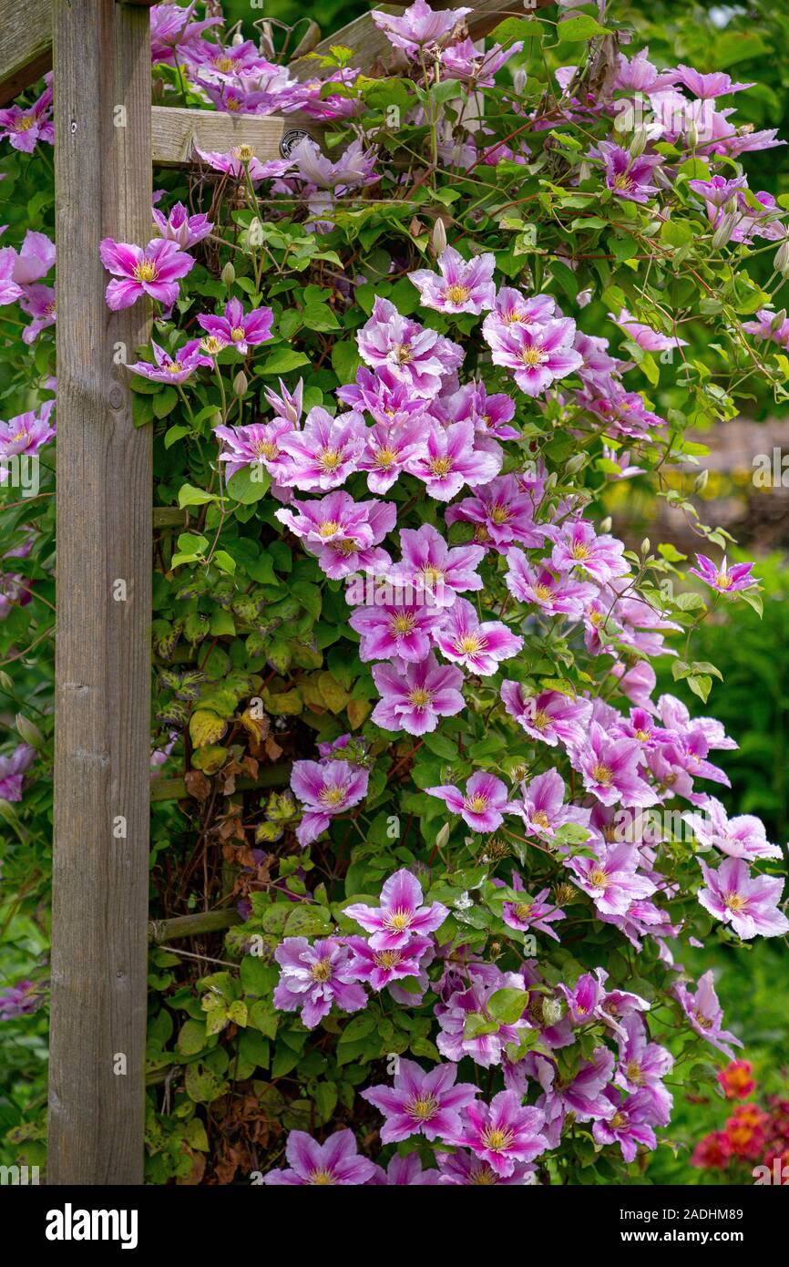 Clematis arch hi-res stock photography and images - Alamy