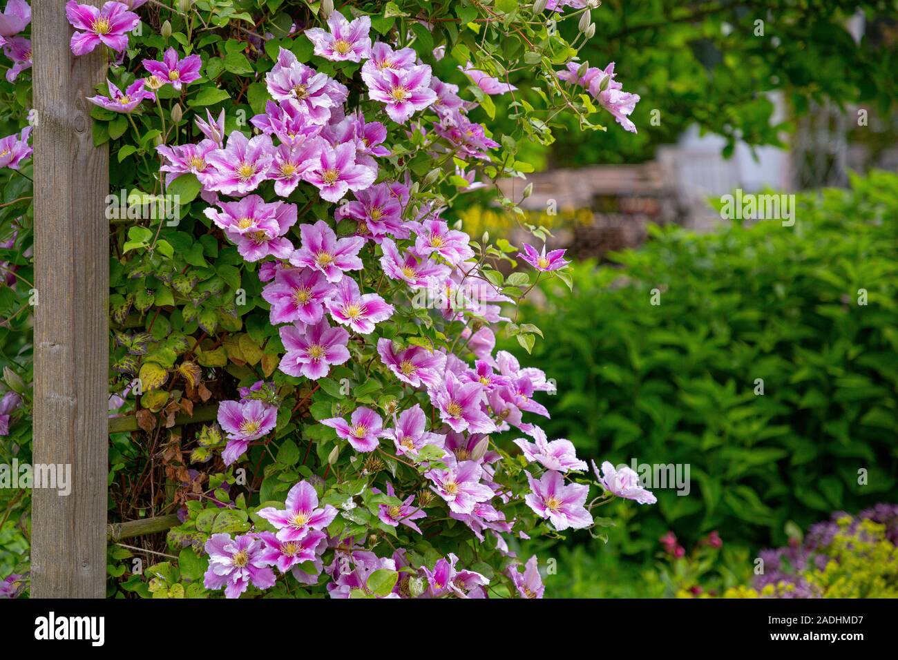 Clematis 'Piilu' grown on an arch Stock Photo - Alamy