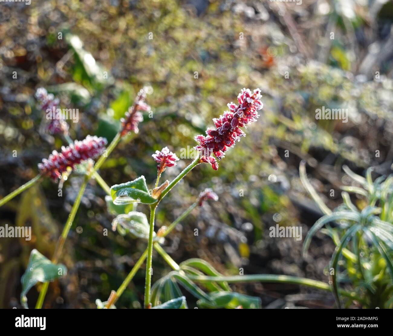 Blooming knotweed Persicaria amplexicaulis firetail in the morning ...