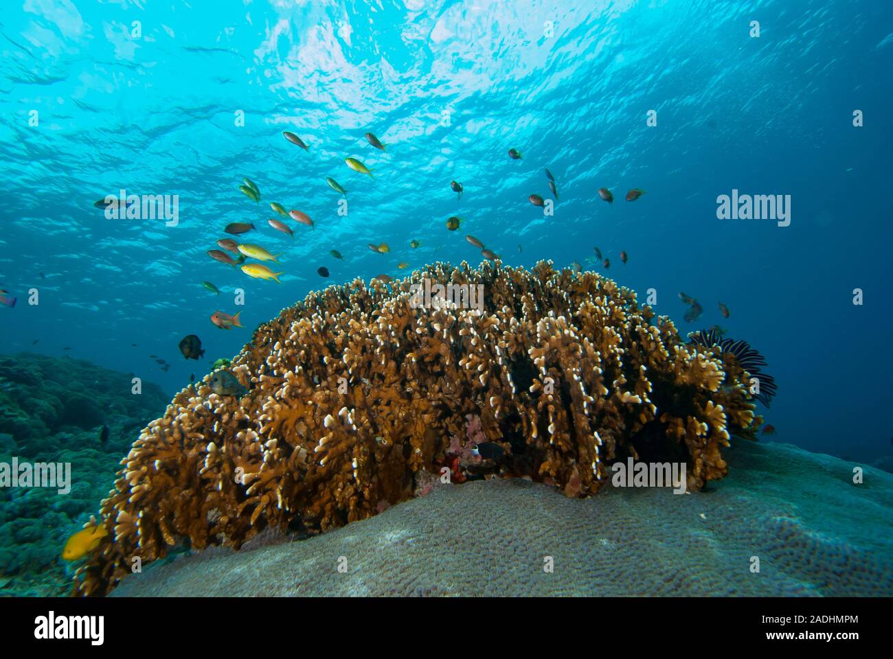 Tropical Coral Reef Underwater Landscape Stock Photo - Alamy