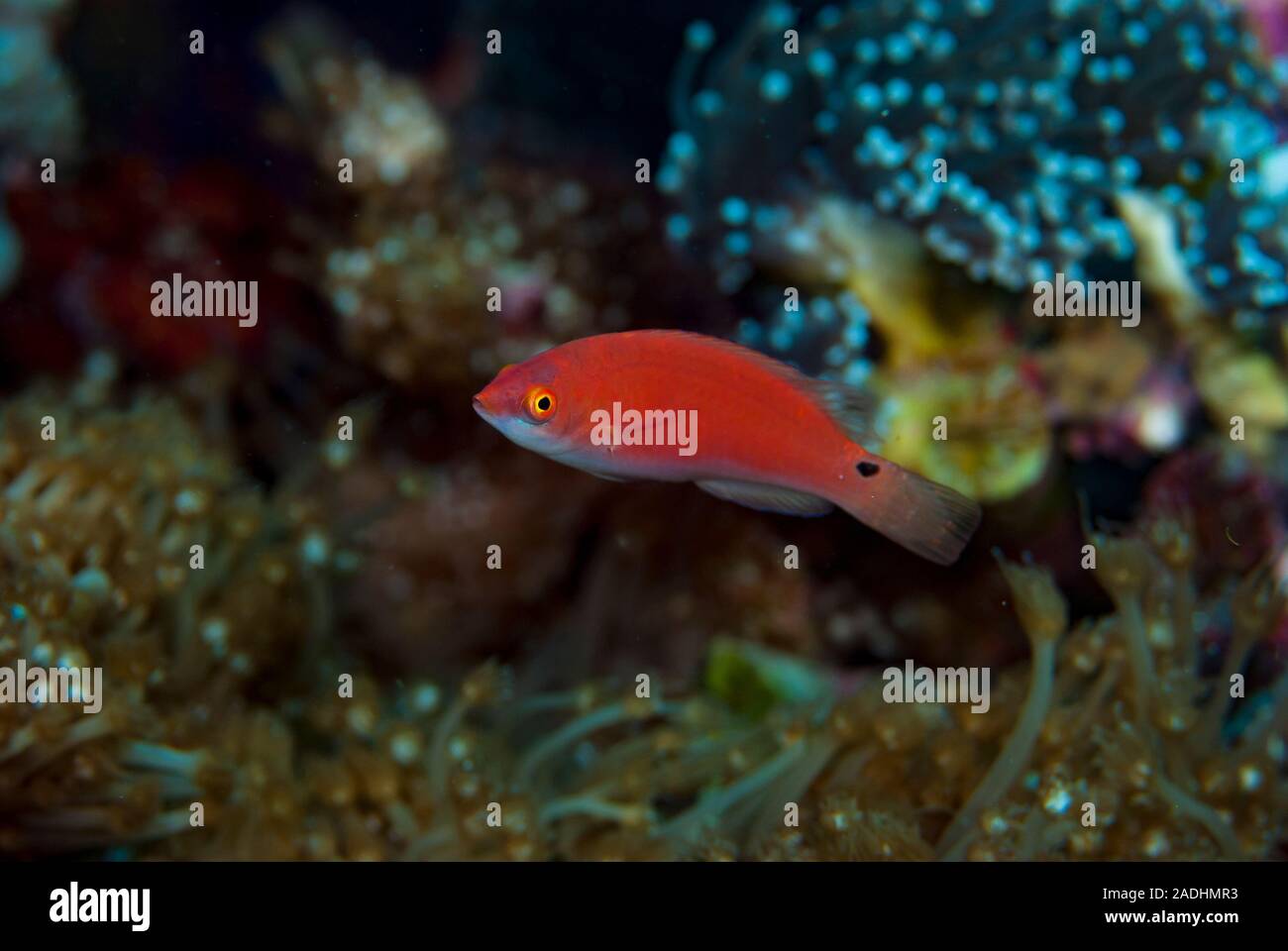Little Maori Wrasse Cheilinus bimaculatus Stock Photo - Alamy