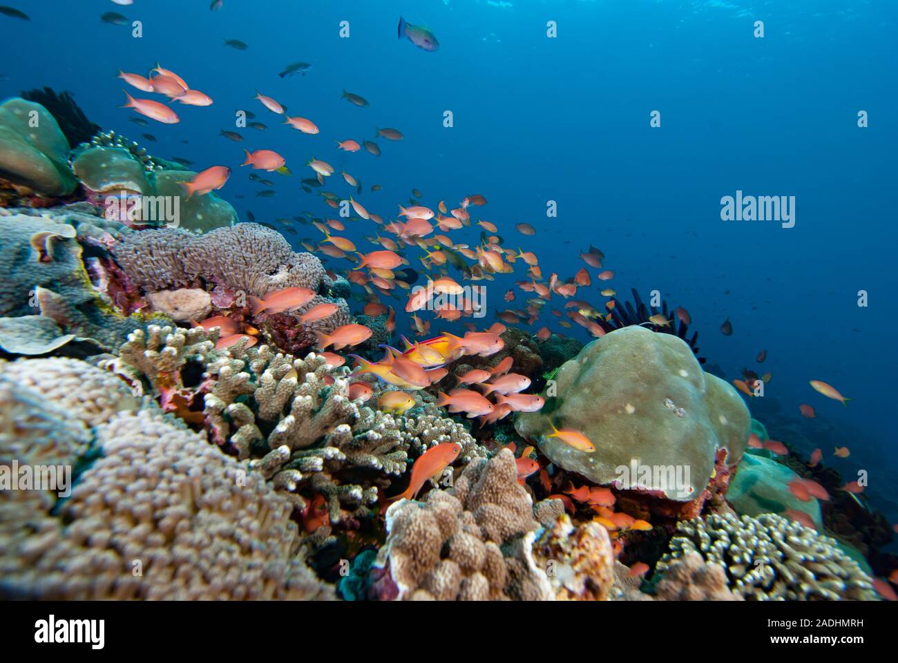 Tropical Coral Reef Underwater Landscape Stock Photo - Alamy