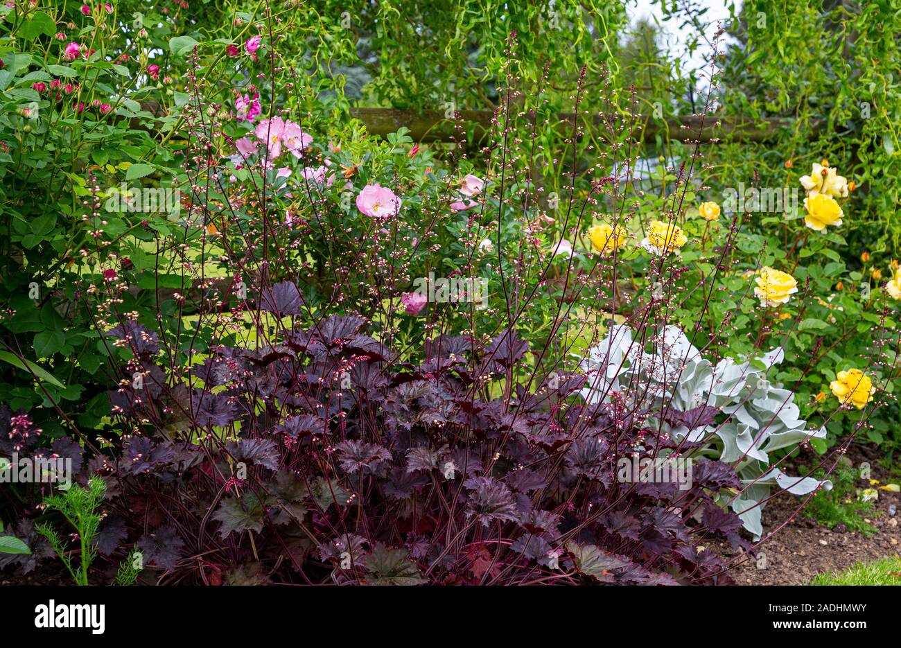 Herbaceous border featuring Heuchera villosa 'Royal Red' Stock Photo ...