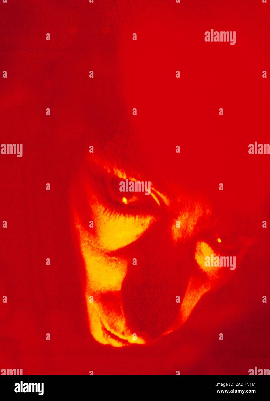 Paranoia. Abstract image of the face of a man suffering feelings of ...