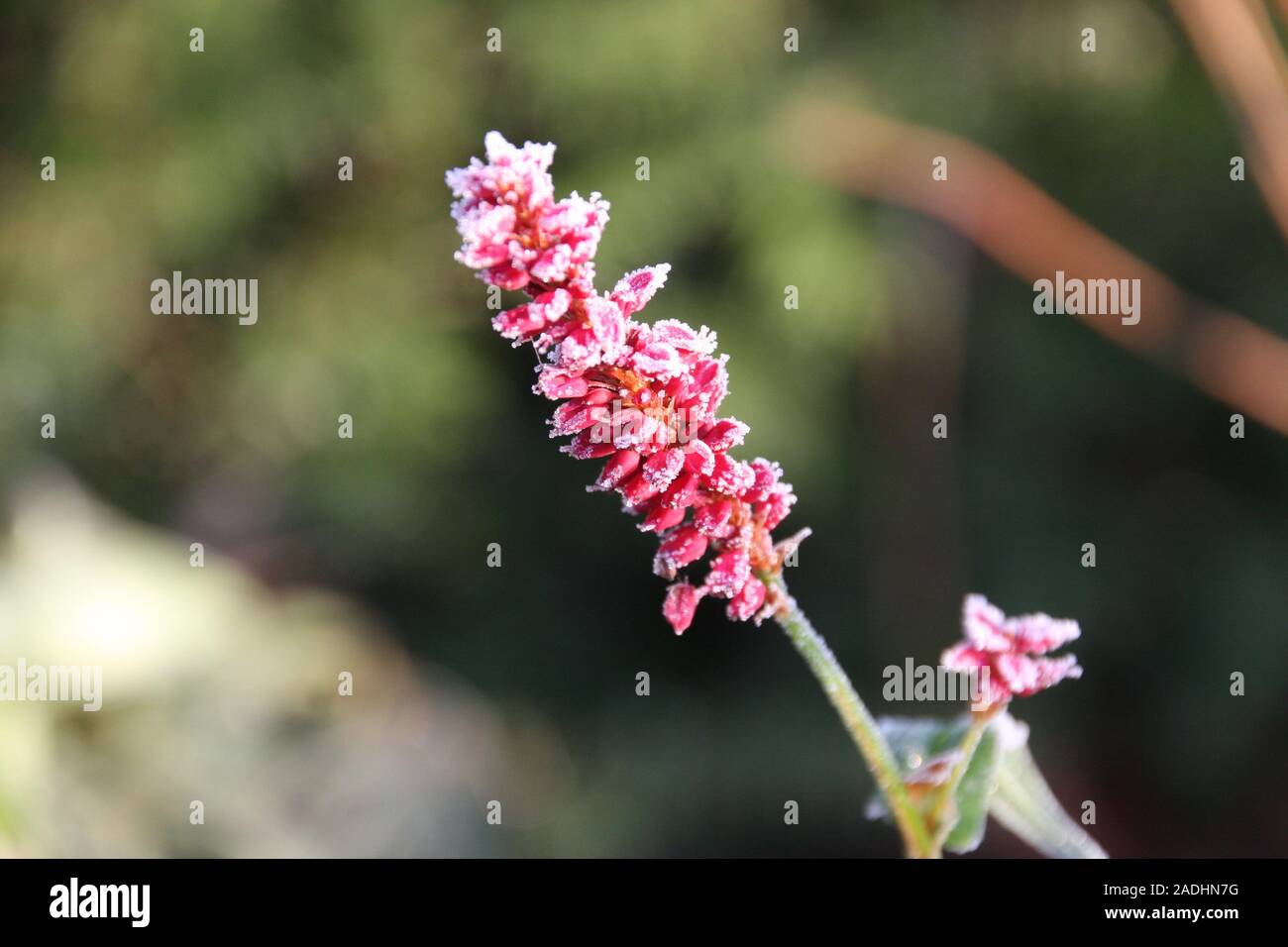 Garden red tail hi-res stock photography and images - Alamy