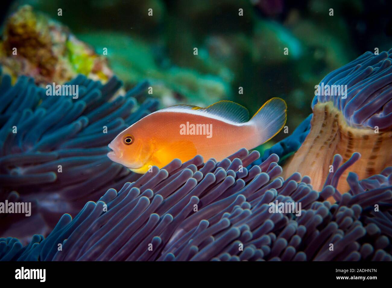 Orange Anemonefish Amphiprion sandaracinos Stock Photo - Alamy