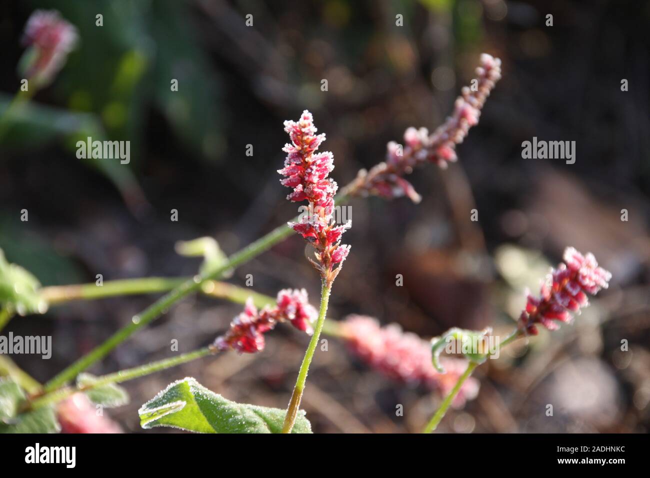 Blooming knotweed Persicaria amplexicaulis firetail in the morning ...