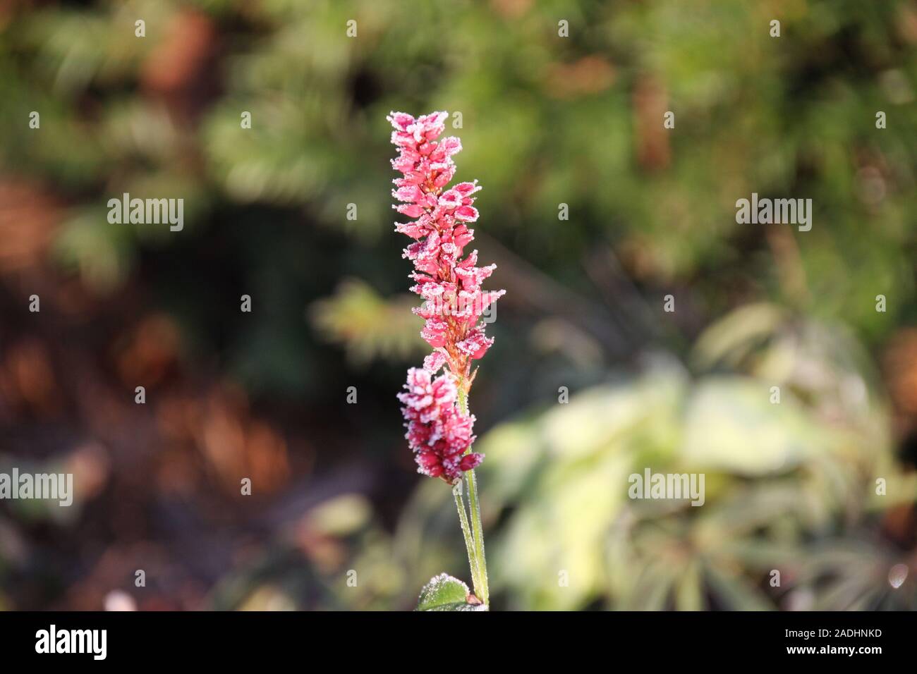 Bistorta amplexicaulis firetail hi-res stock photography and images - Alamy