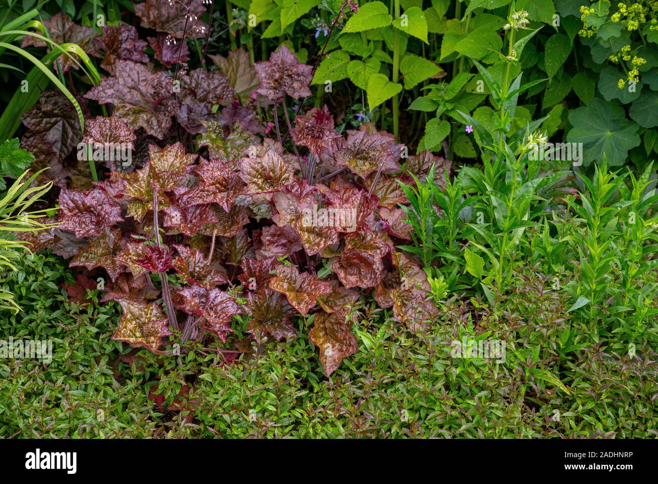 Herbaceous border featuring Heuchera villosa 'Palace Purple' Stock ...