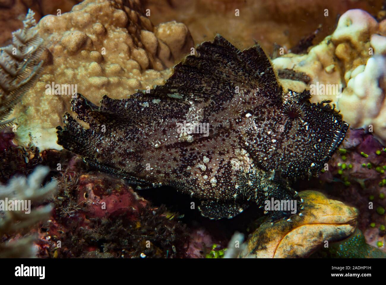 Leaf Scorpionfish Taenianotus triacanthus Stock Photo - Alamy