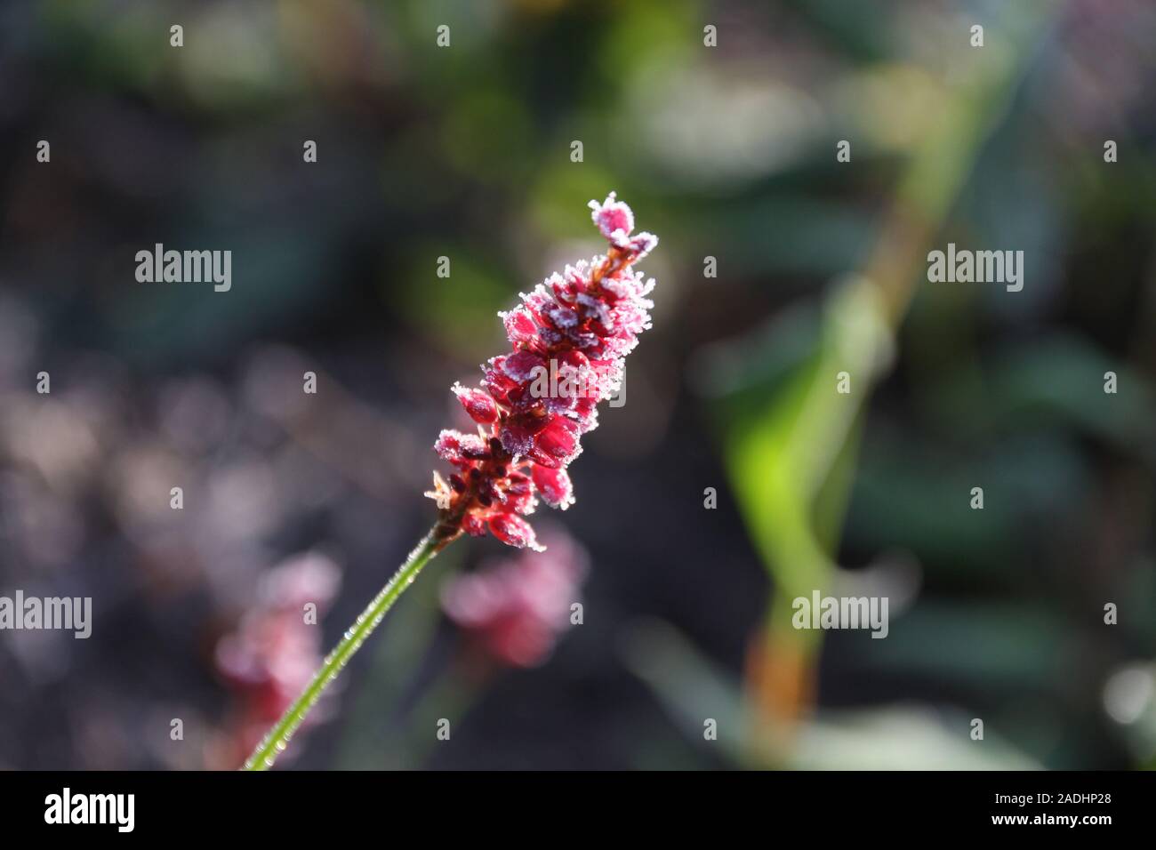 Blooming knotweed Persicaria amplexicaulis firetail in the morning ...