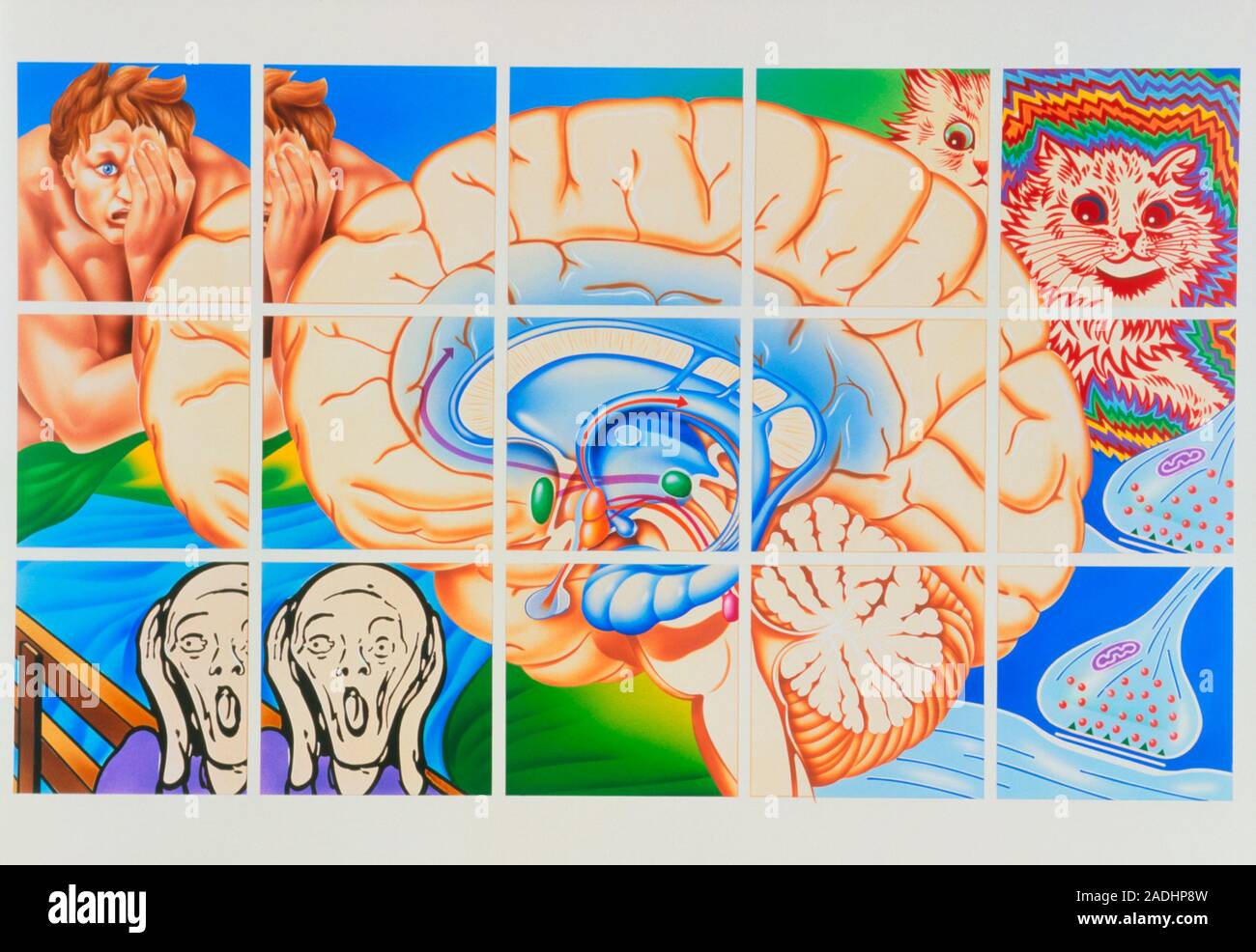 Schizophrenia. Illustration of the limbic system in a human brain - the ...