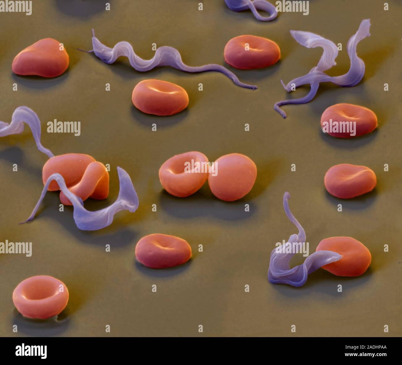 Trypanosomes. Coloured scanning electron micro- graph (SEM) of ...