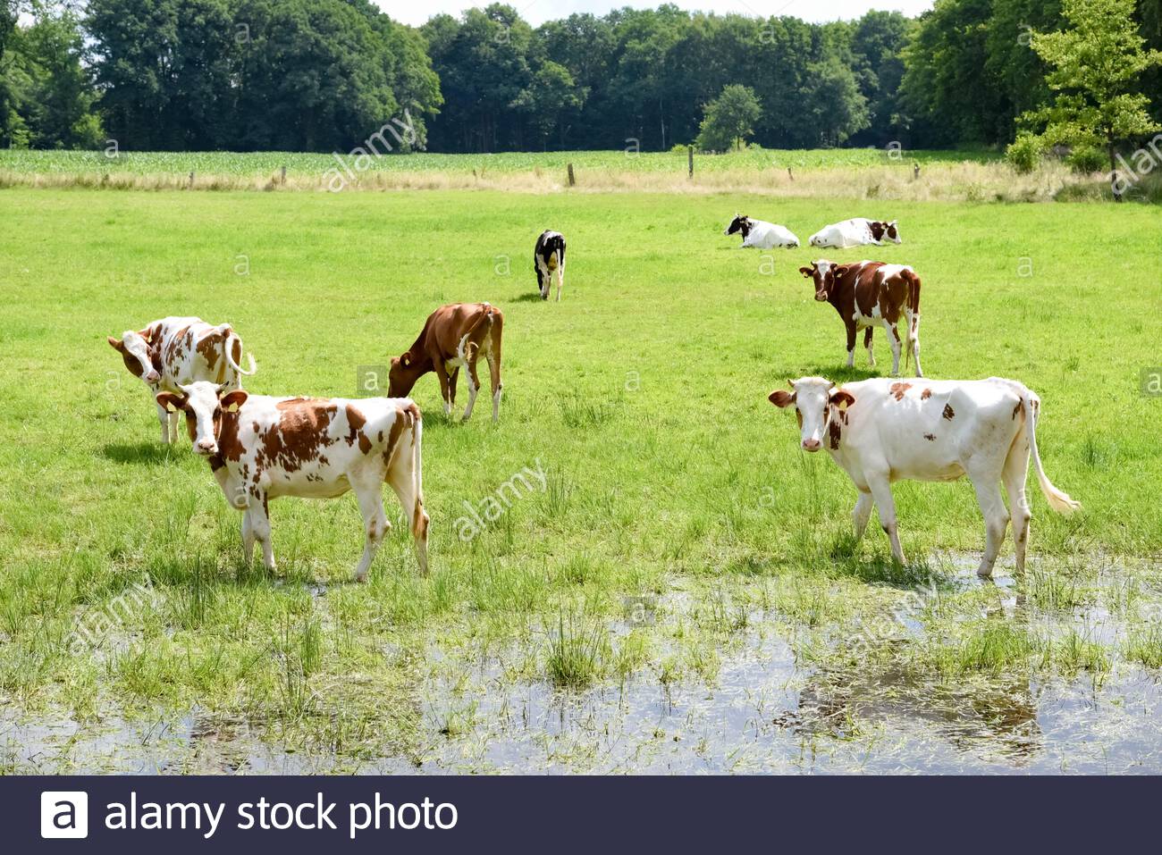 Rindvieh Cattle High Resolution Stock Photography and Images - Alamy