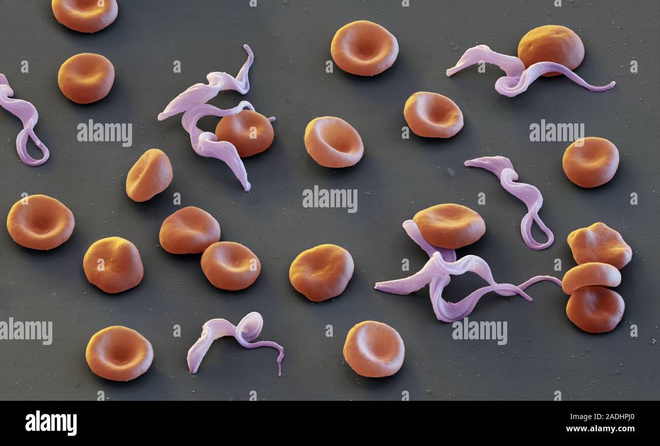 Sleeping sickness protozoa (Trypanosoma brucei) and red blood cells ...