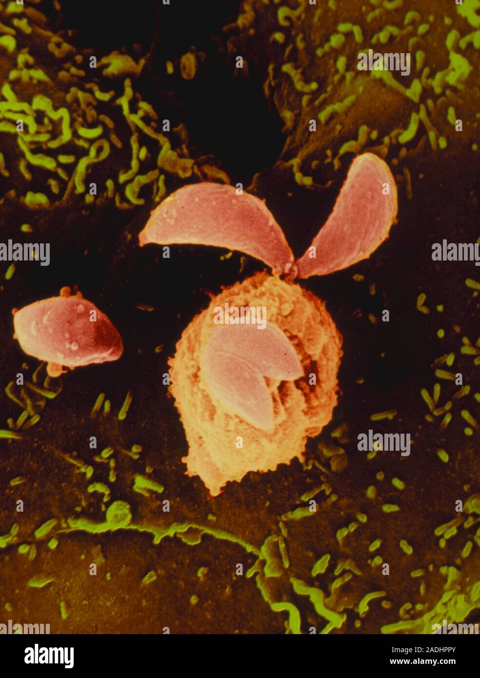 False-colour scanning electron micrograph (SEM) of Toxoplasma gondii ...