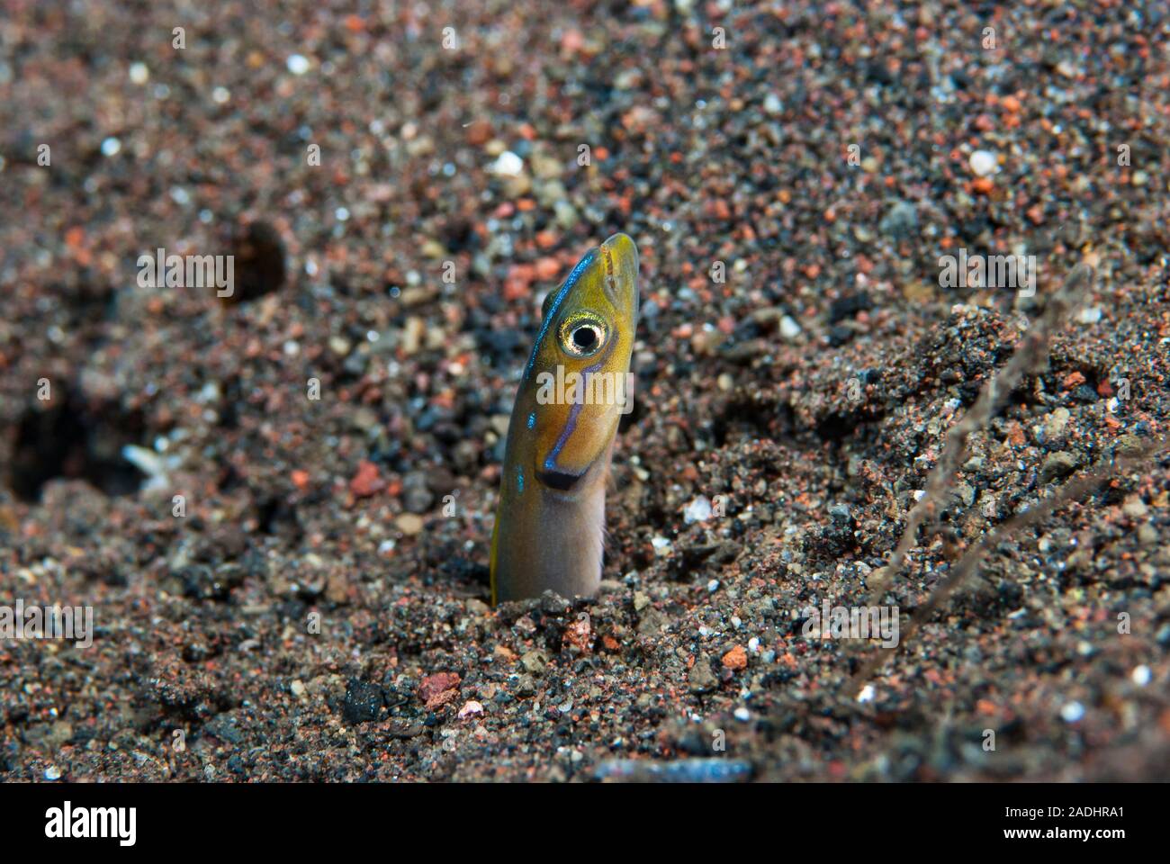 Wormfish hi-res stock photography and images - Alamy