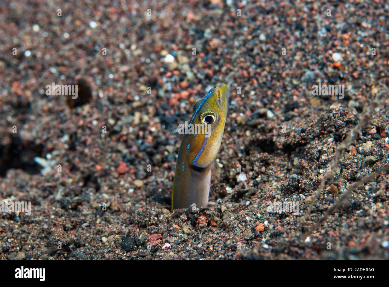Wormfish hi-res stock photography and images - Alamy