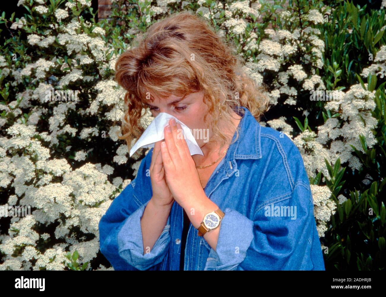Hay fever. A woman with hay fever blows her nose. Behind her is a ...