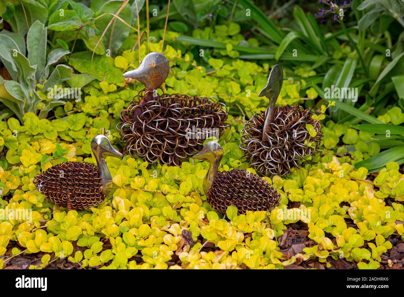 Lysimachia nummularia hi-res stock photography and images - Alamy