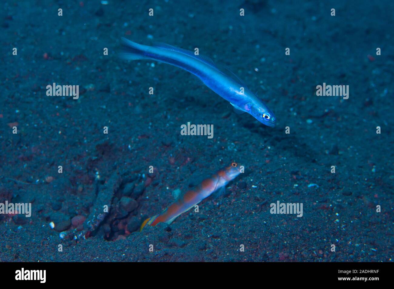 Dart Goby Fish Fresh Water