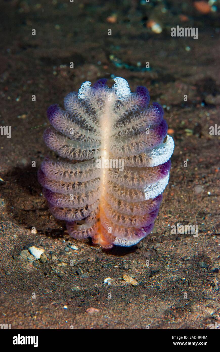 Pennatula hi-res stock photography and images - Alamy