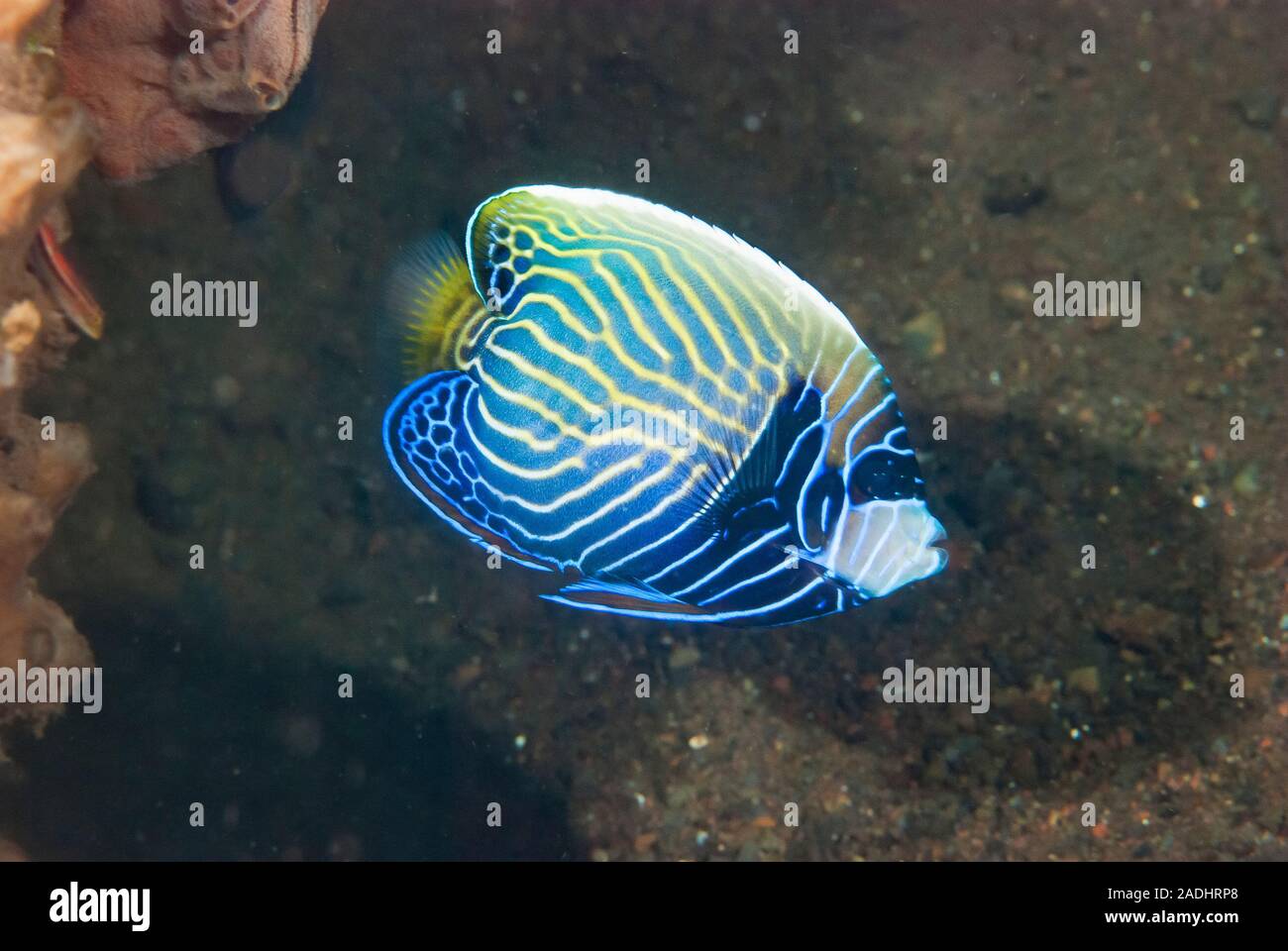 Aquarium emperor angelfish hi-res stock photography and images - Alamy