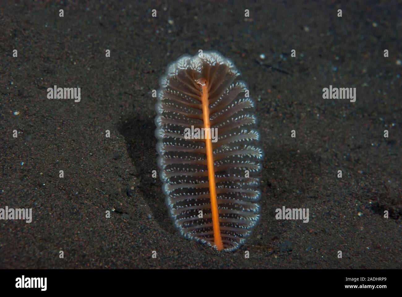 Pennatula hi-res stock photography and images - Alamy