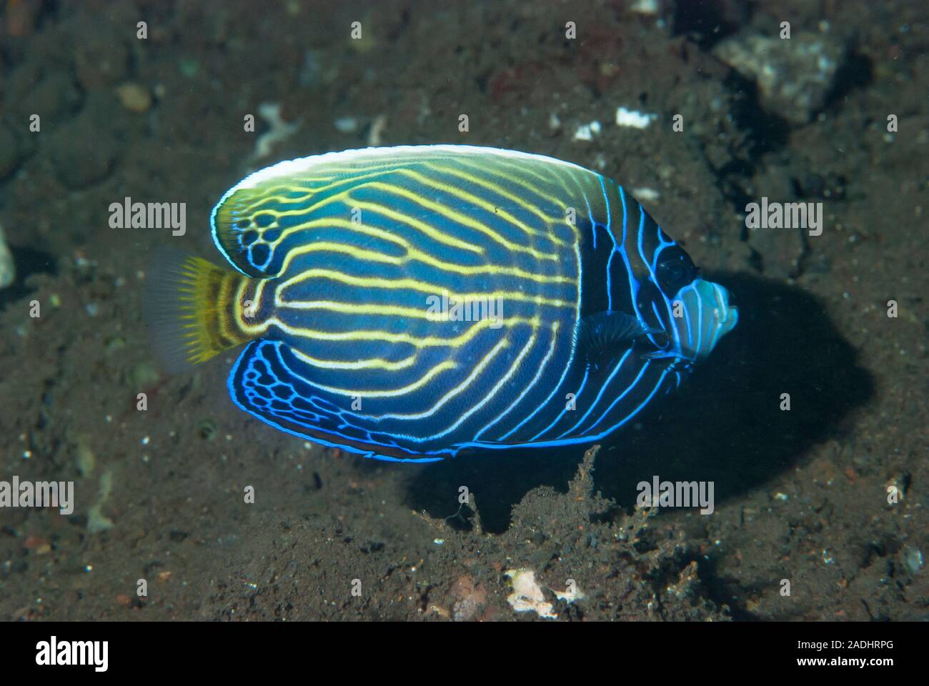 Emperor Angelfish Pomacanthus imperator juvenile Stock Photo - Alamy