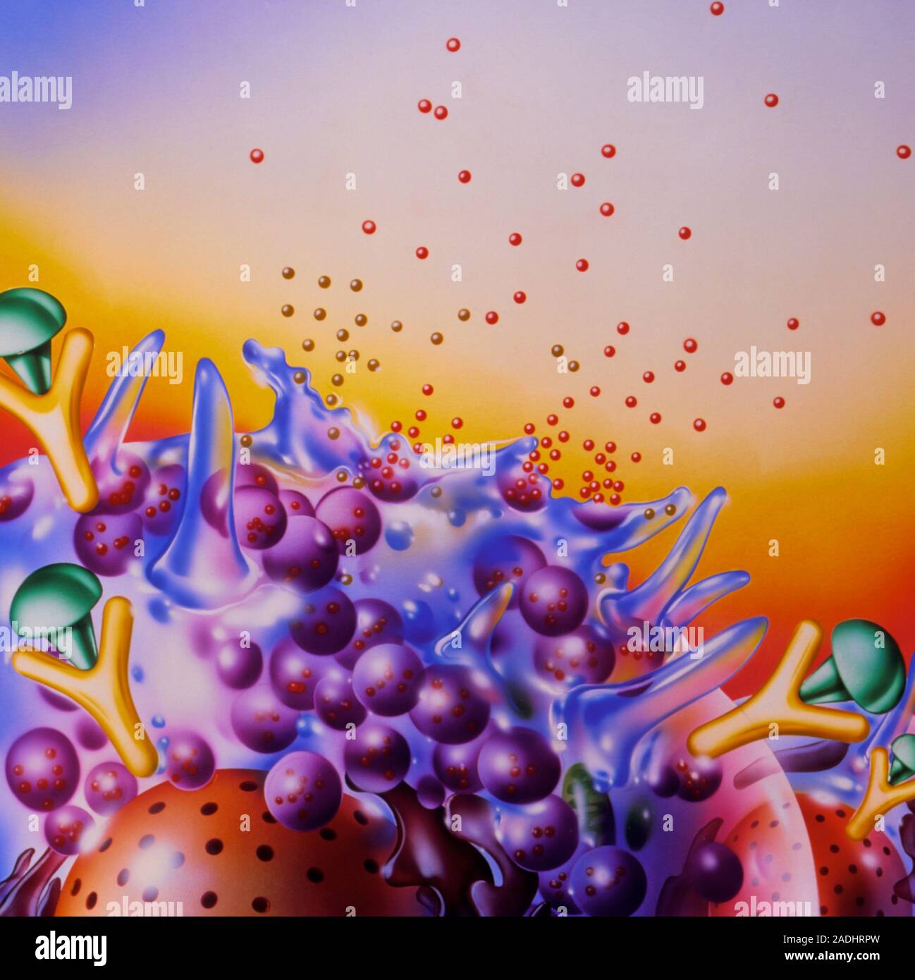 Allergic response. Artwork showing mast cells during an allergic ...