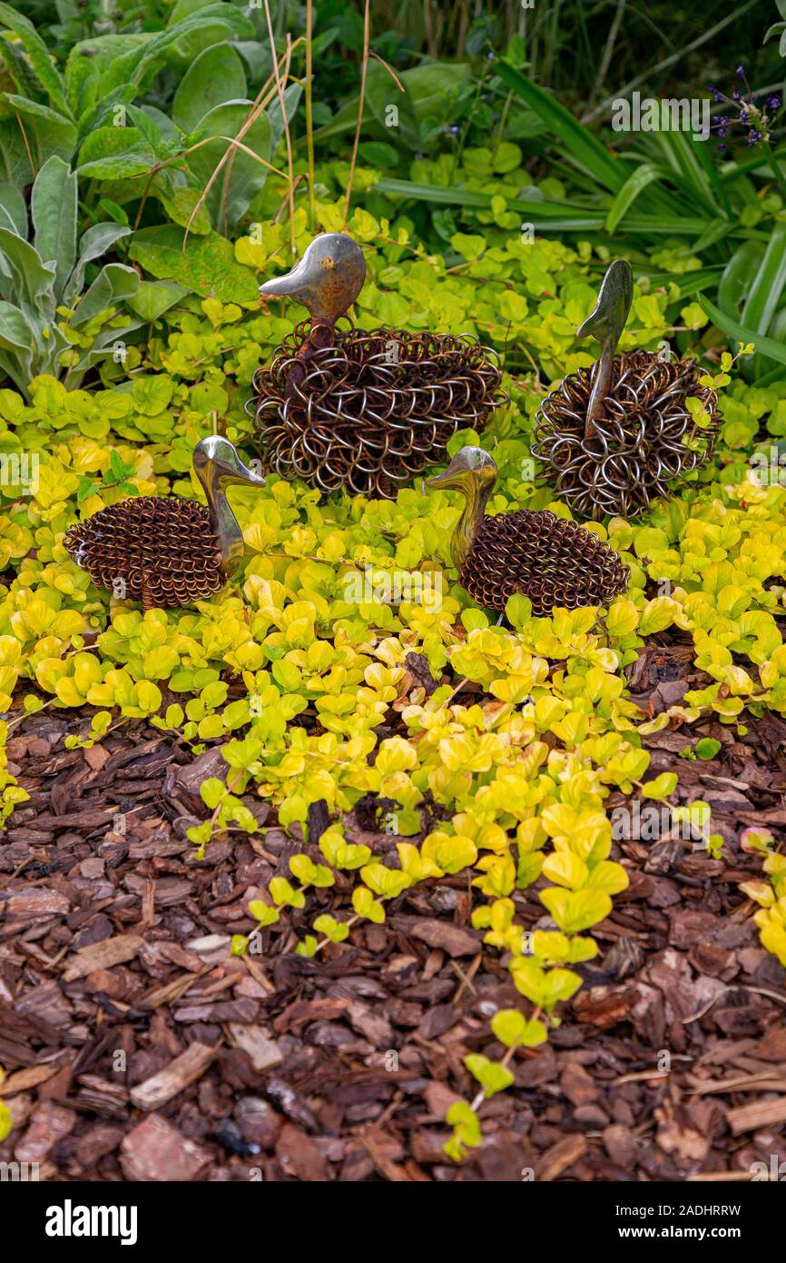 Lysimachia nummularia hi-res stock photography and images - Alamy