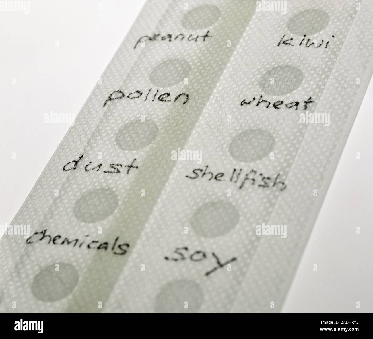 Allergy patch test. Tissue paper with patches (round) to be used in an ...