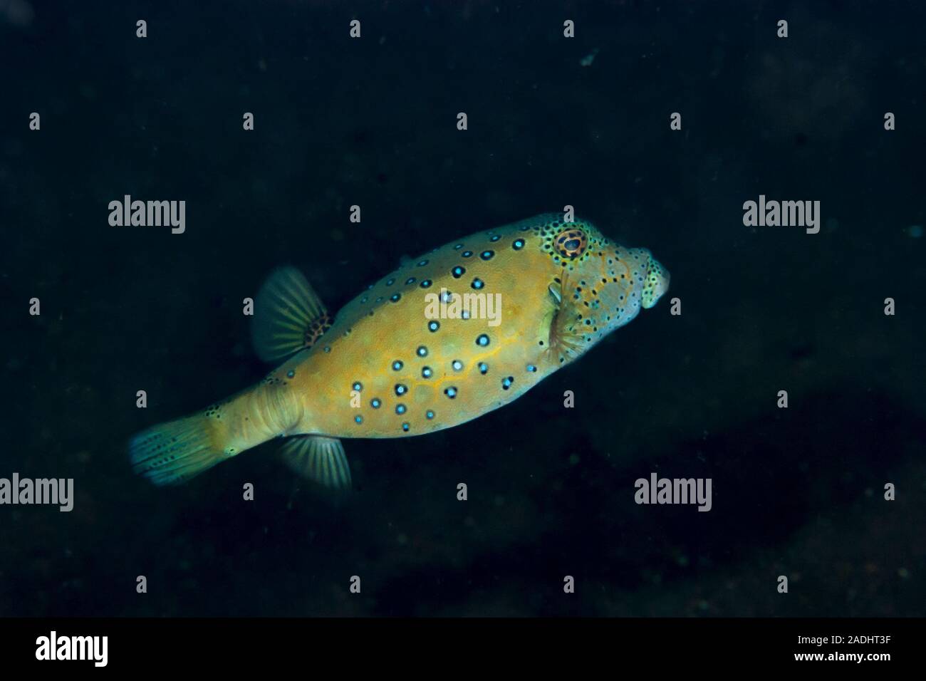 Yellow Boxfish Ostracion cubicus Stock Photo - Alamy