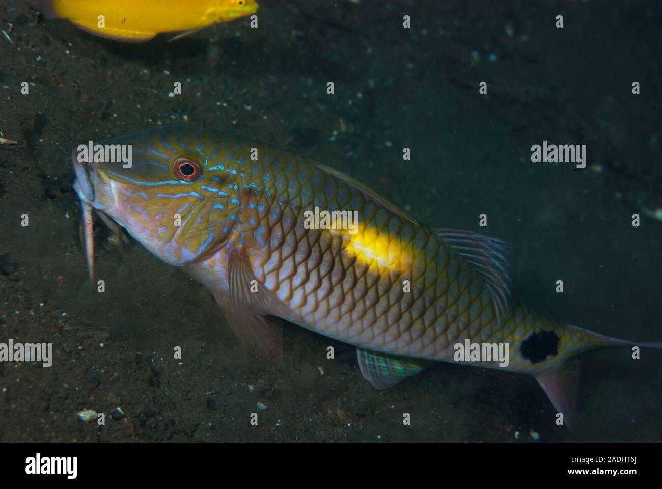 Parupeneus indicus hi-res stock photography and images - Alamy