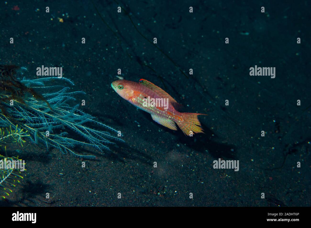 Little Maori Wrasse Cheilinus bimaculatus Stock Photo - Alamy