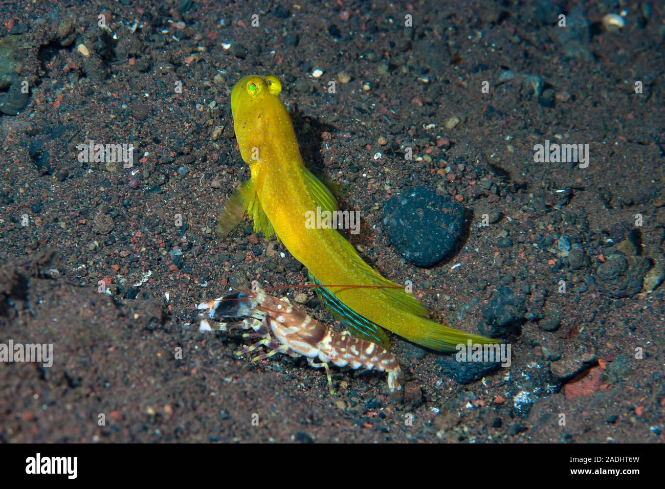Black shrimp goby cryptocentrus fasciatus hi-res stock photography and ...