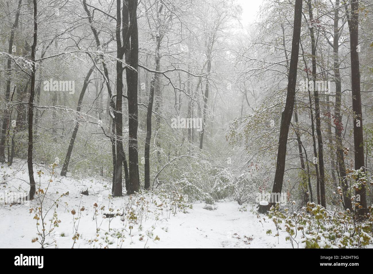 Spring snow beech forest hi-res stock photography and images - Alamy