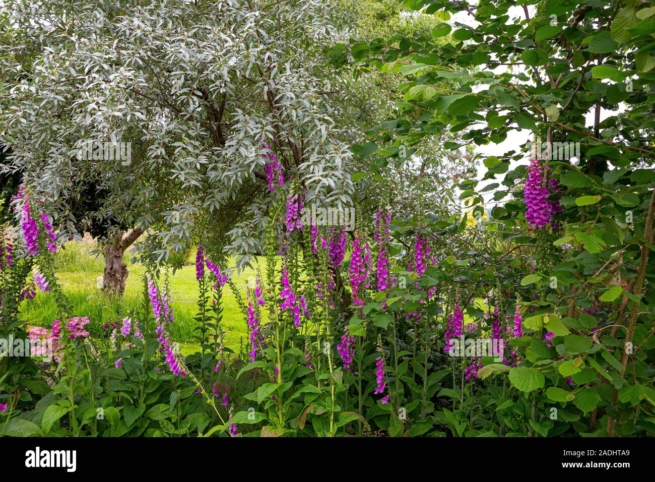 Featuring pink hi-res stock photography and images - Alamy