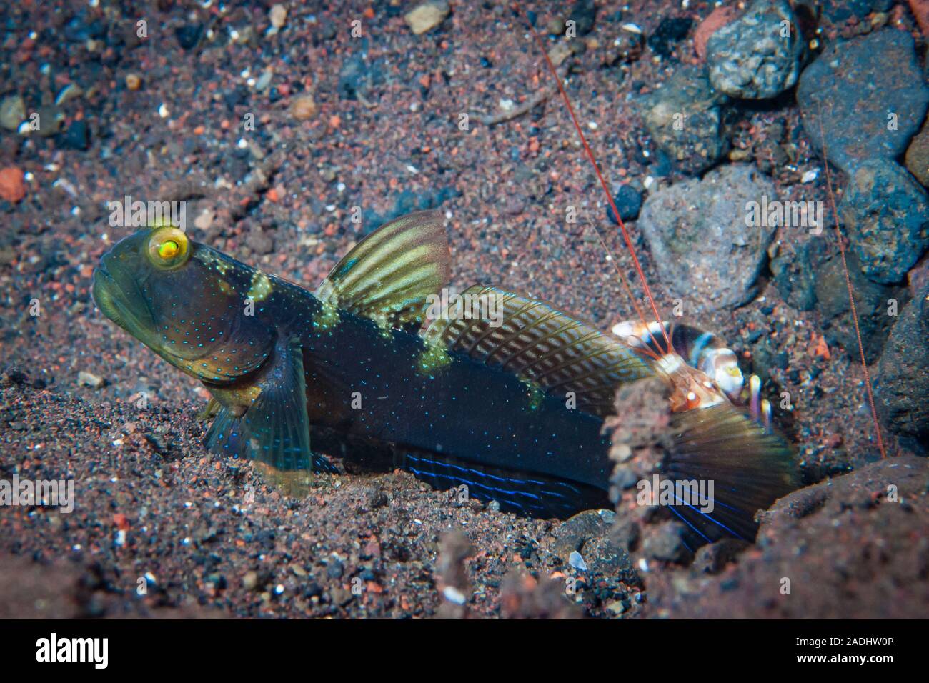 Black Shrimp-Goby Cryptocentrus fasciatus Stock Photo - Alamy