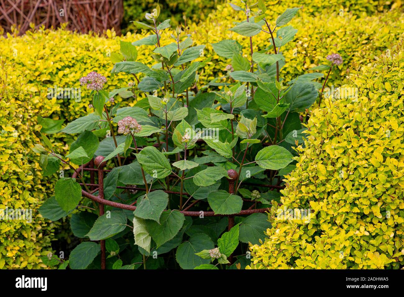 Hydrangea in an iron plant support surrounded by Buxus sempervirens ...