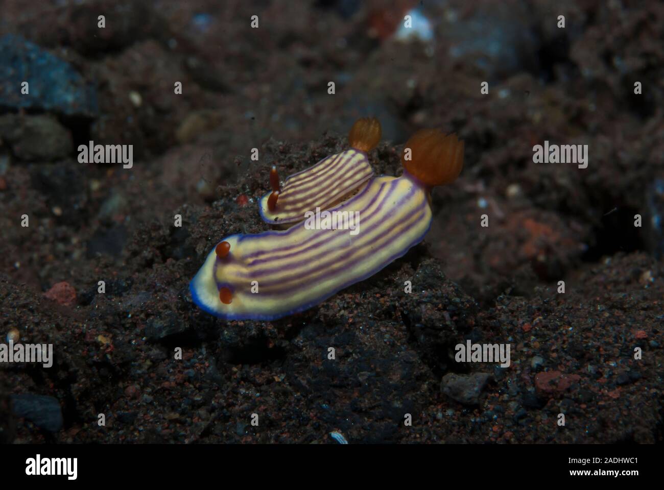 Mating nudibranch hi-res stock photography and images - Alamy