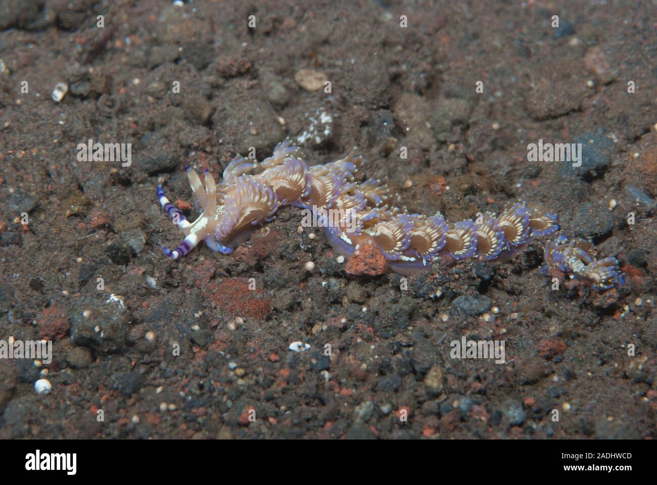 Ianthina hi-res stock photography and images - Alamy