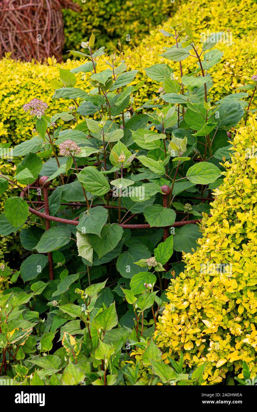 Hydrangea in an iron plant support surrounded by Buxus sempervirens ...