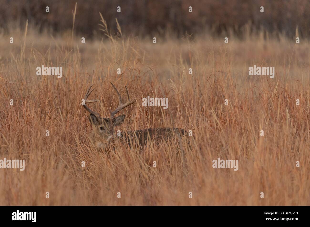 Whitetail deer Buck During the fall rut Stock Photo - Alamy