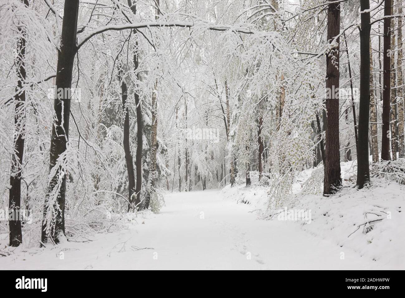 Snowfall in spring forest hi-res stock photography and images - Alamy
