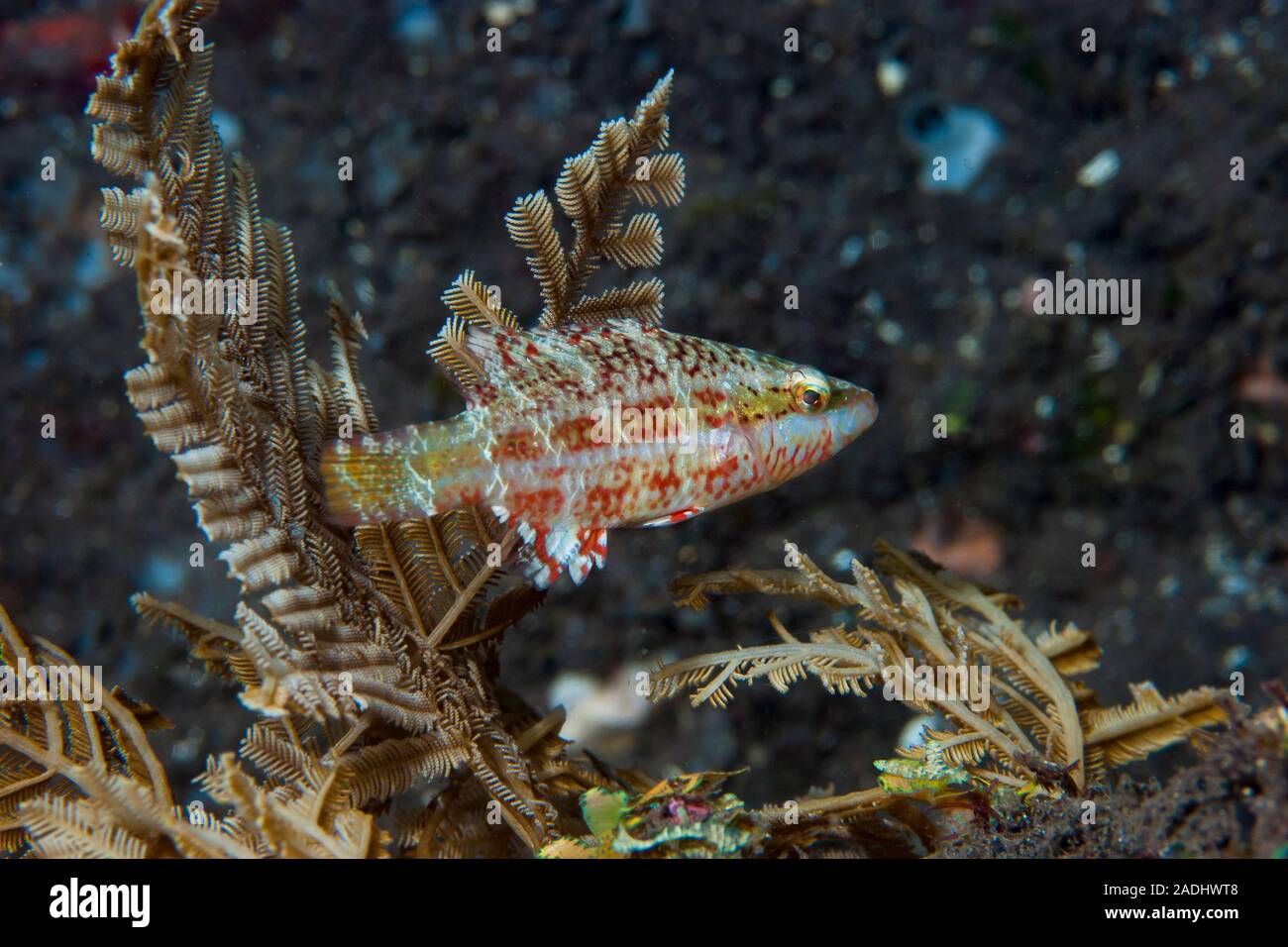 Thick-Strip Maori Wrasse Cheilinus rhodochrous Stock Photo - Alamy