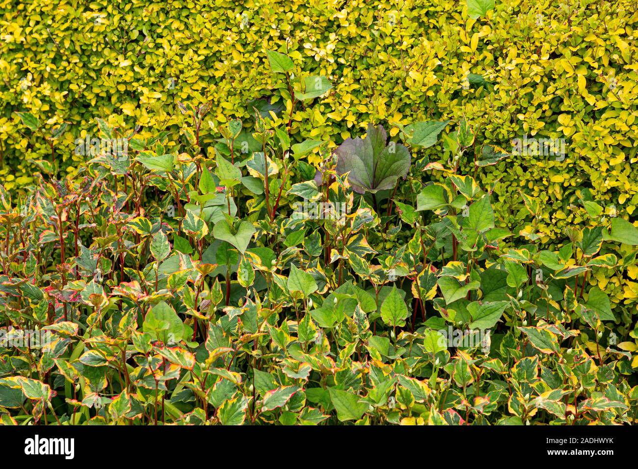 Buxus border hi-res stock photography and images - Alamy