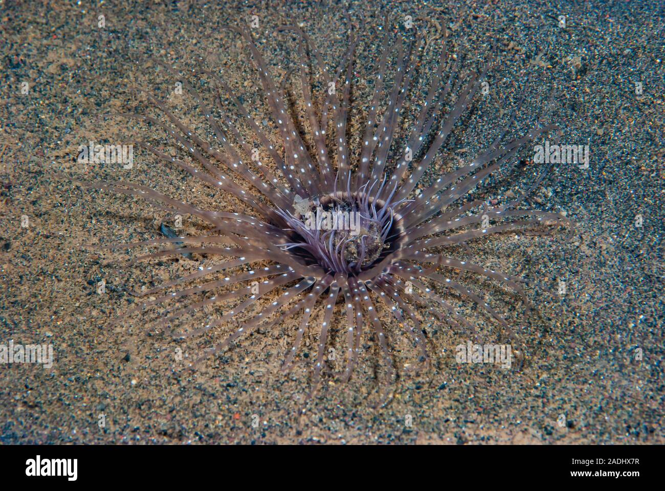 Tropical Sea Anemone Stock Photo - Alamy